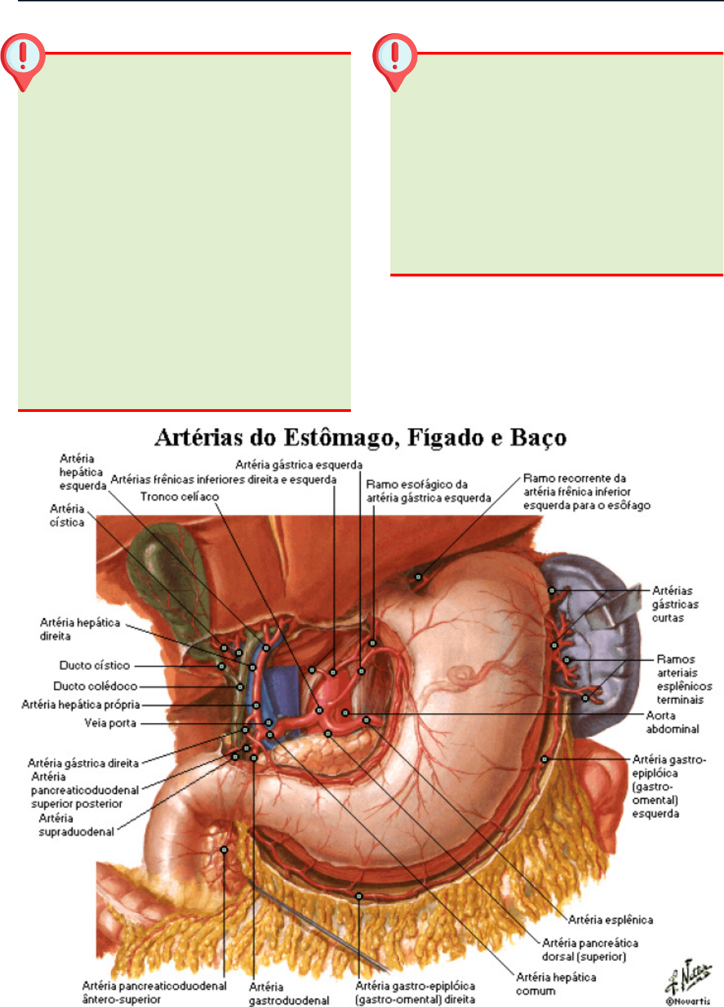 Anatomia Do Baco