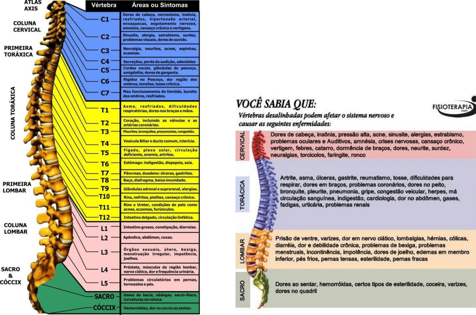 Vértebras e sua localização - Anatomia II