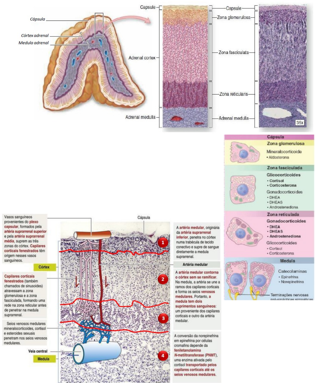 Histologia Da Zona Fasciculada Histología Del Sistema Endocrino