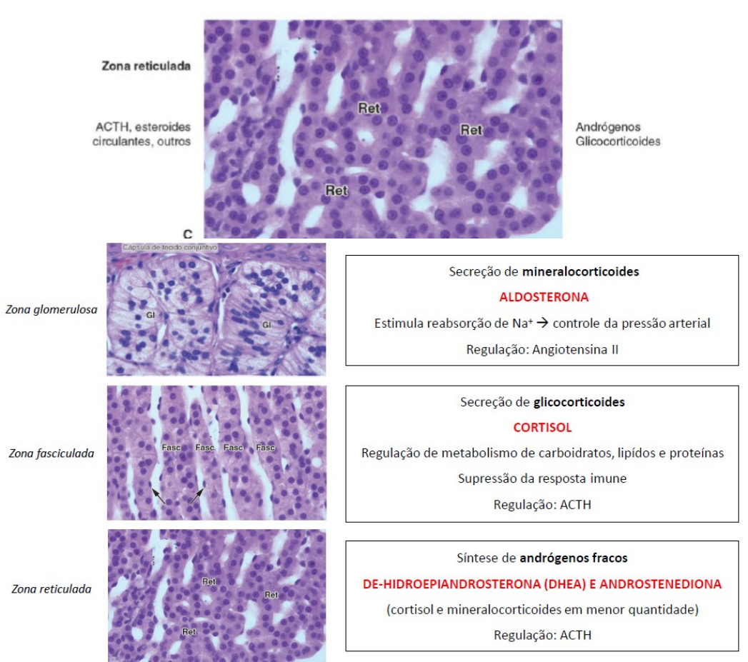 Histologia Da Zona Fasciculada Histología Del Sistema Endocrino