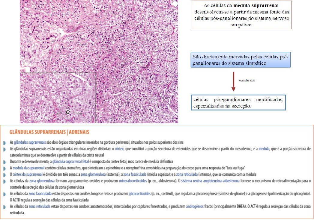 Histologia Da Zona Fasciculada Histología Del Sistema Endocrino