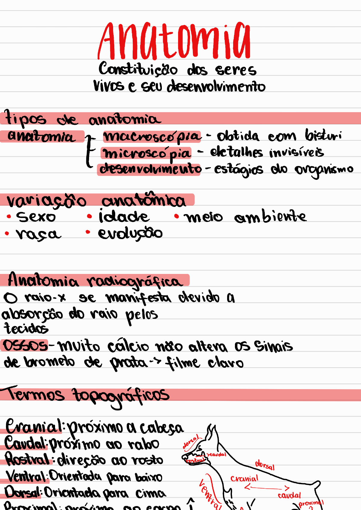 Anatomia veterinária - Anatomia Veterinária I