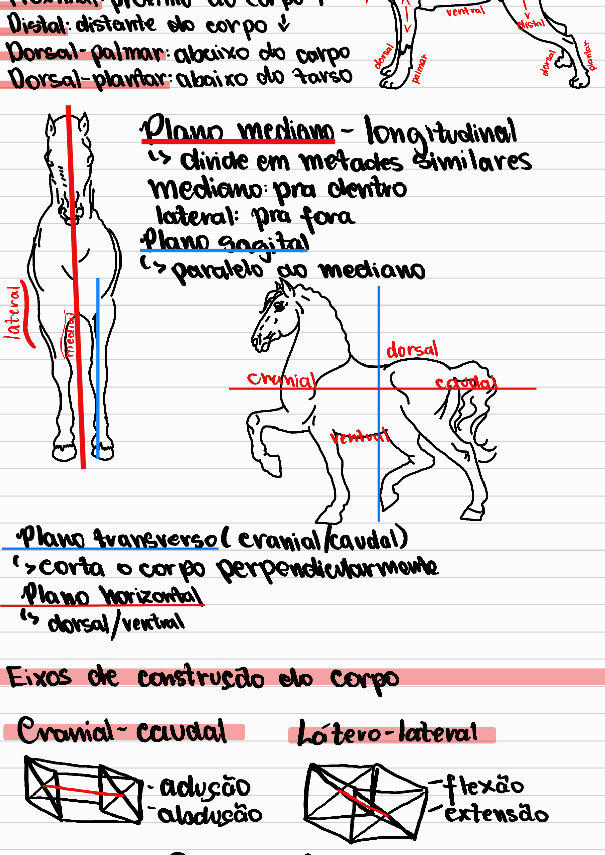 Anatomia veterinária - Anatomia Veterinária I