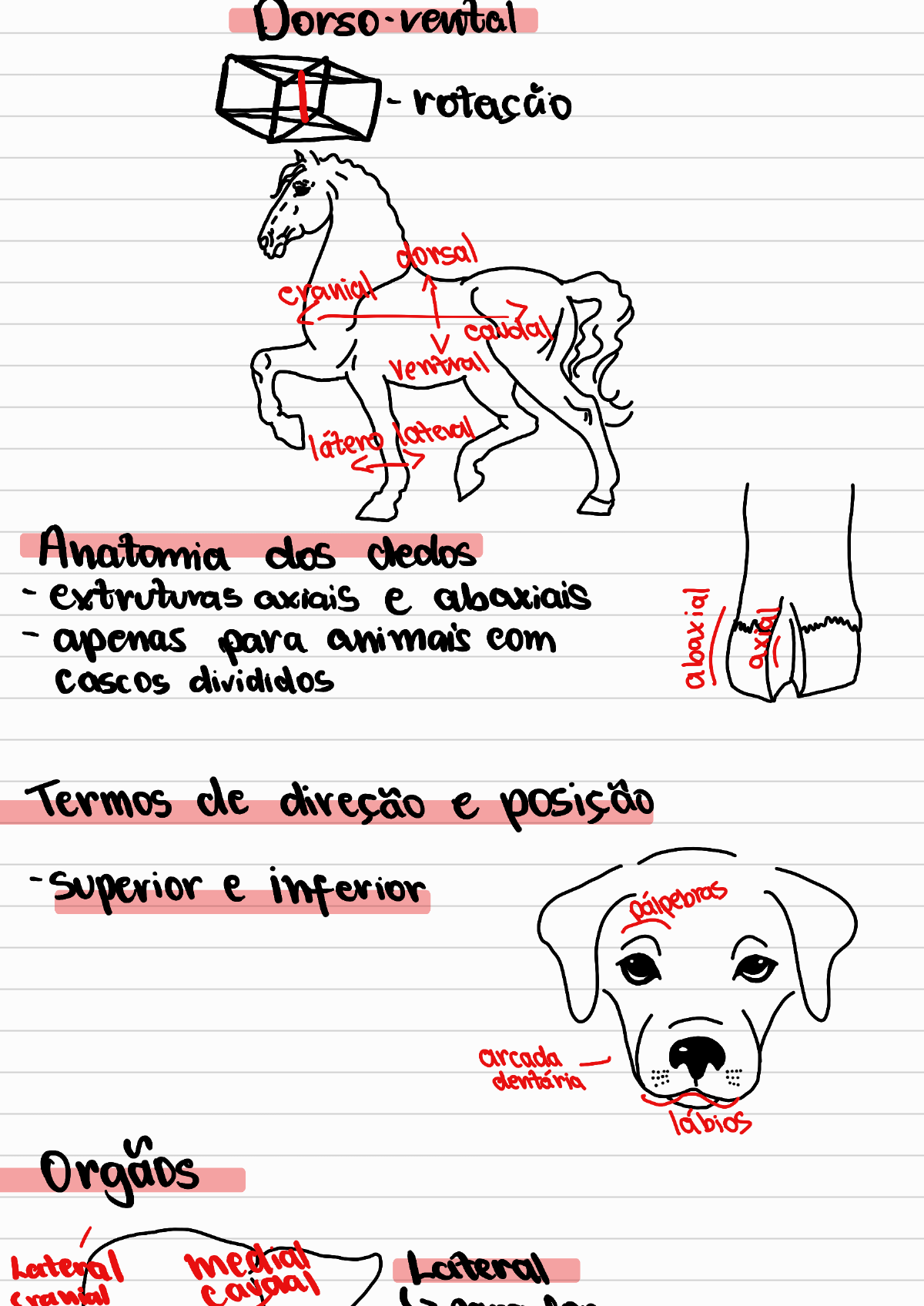 Anatomia veterinária - Anatomia Veterinária I