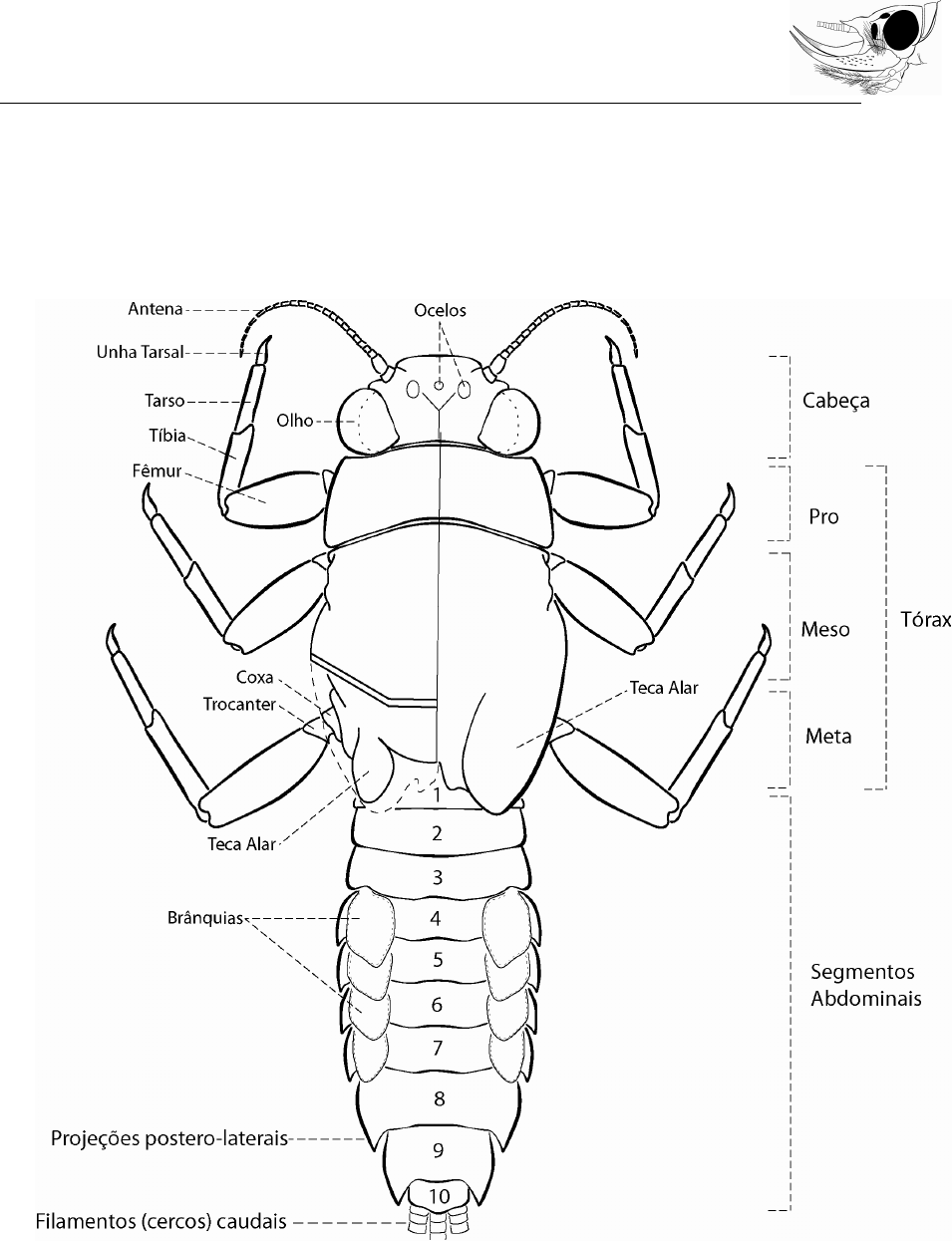 Apostila - EN - ID - Guia on-line de identificação de larvas de Insetos ...
