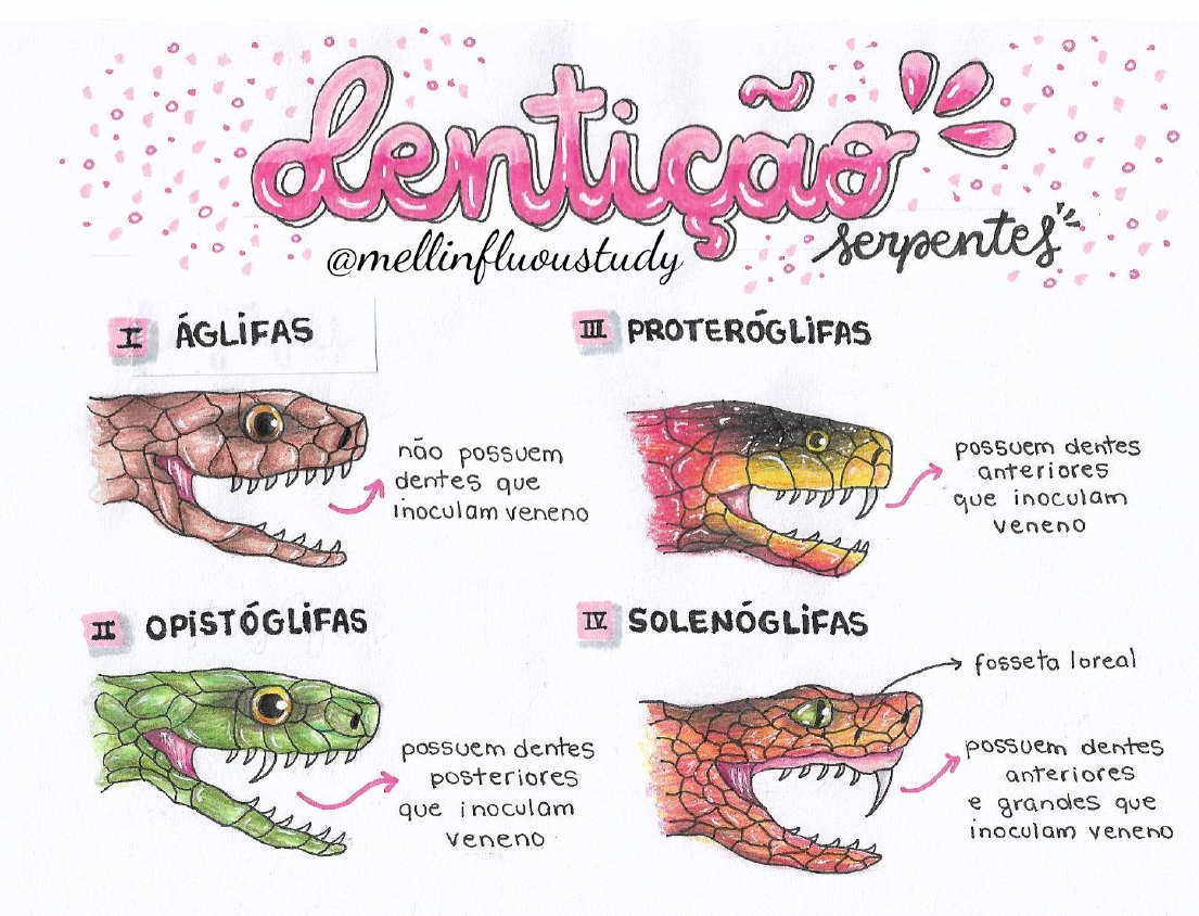 Tipos De Dentição De Serpentes - ZULEDU
