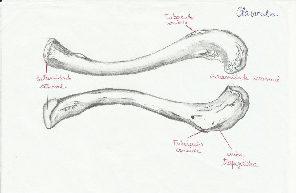 Desenho - Clavícula (Anato) - Biologia para Saúde I
