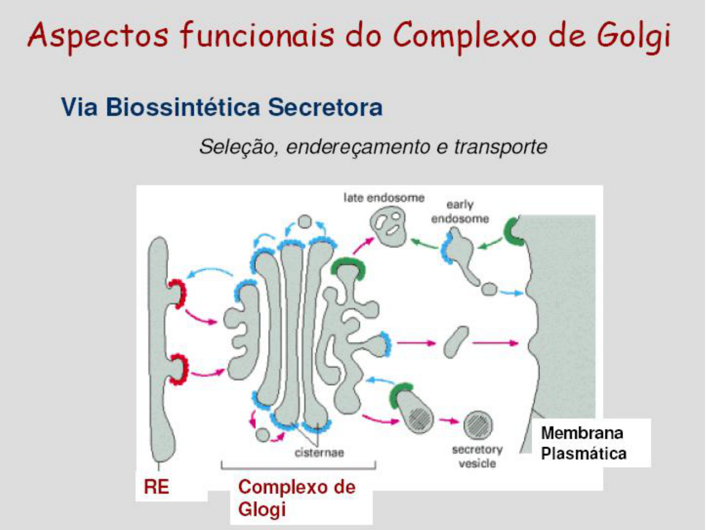 Aula 5 Complexo de Golgi - Processos Biológicos
