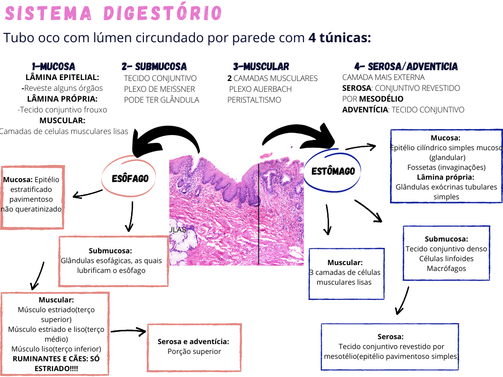 Histologia do esôfago e estômago - Histologia Veterinária