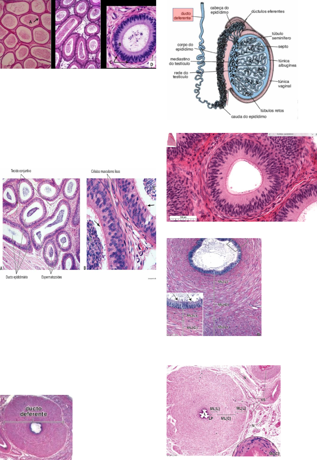 Histologia Do Ducto Epididimo SciELO Brasil Morfologia Do Escroto,