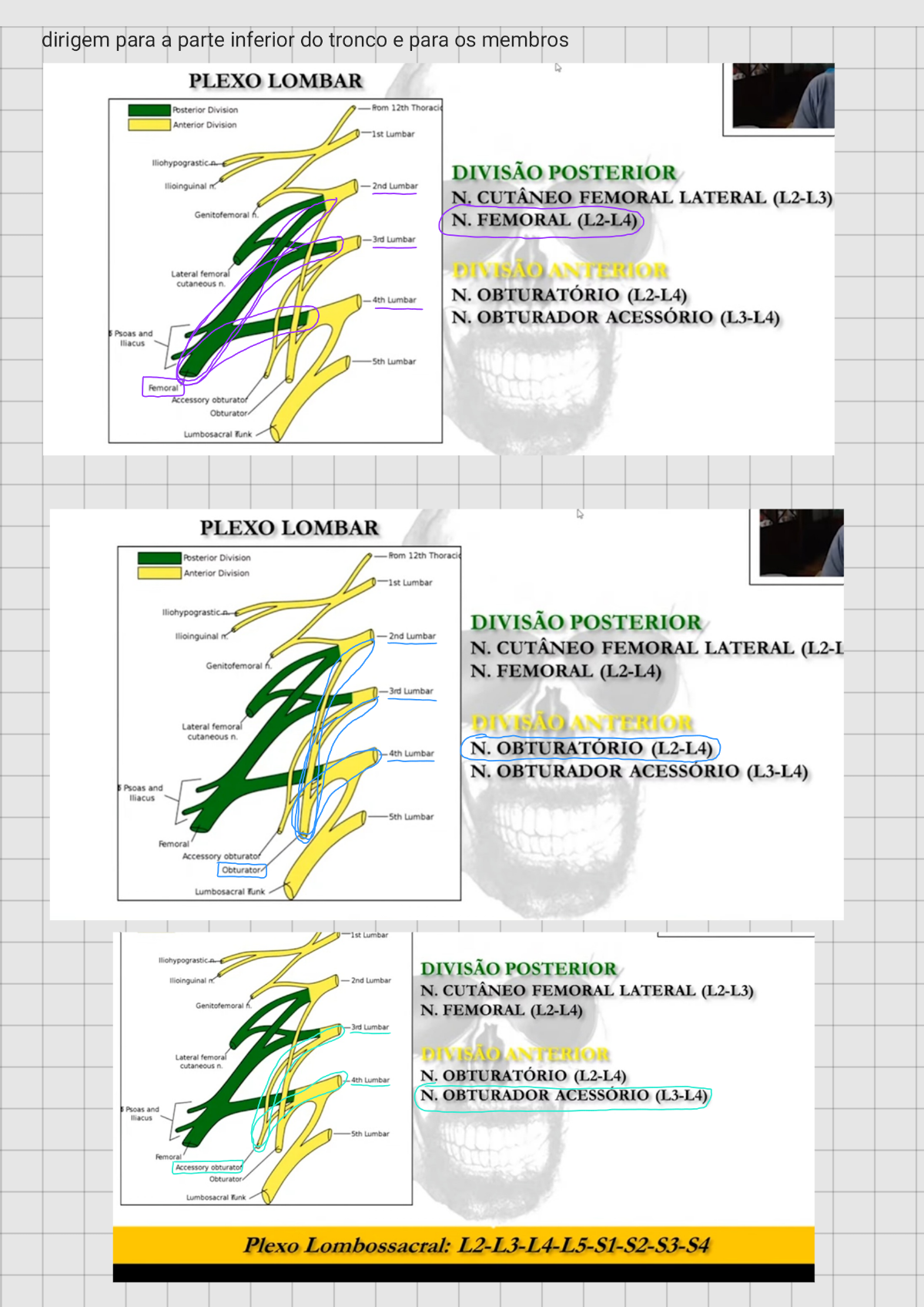 Plexo lombar - Anatomia Humana I