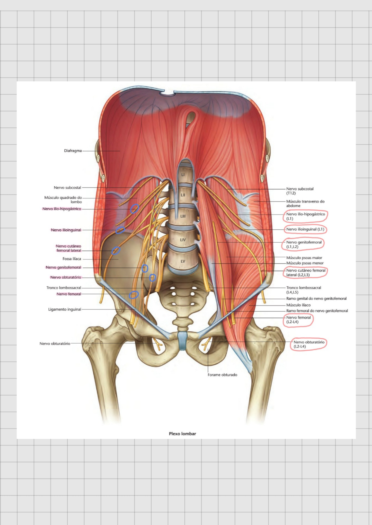 Plexo lombar - Anatomia Humana I
