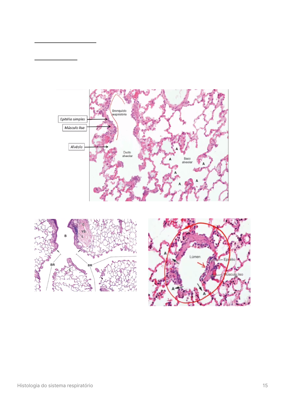 Histologia Do Ducto Alveolar