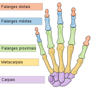 Ossos da Mão - Anatomia Palpatória