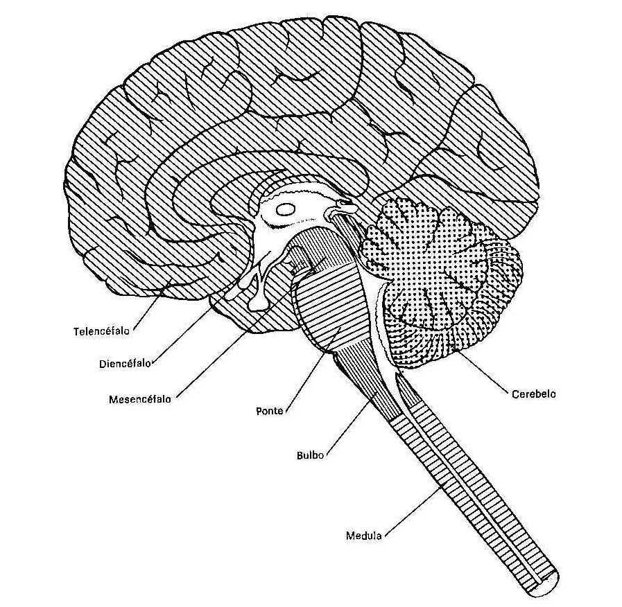REGIÕES DO SNC - Anatomia II