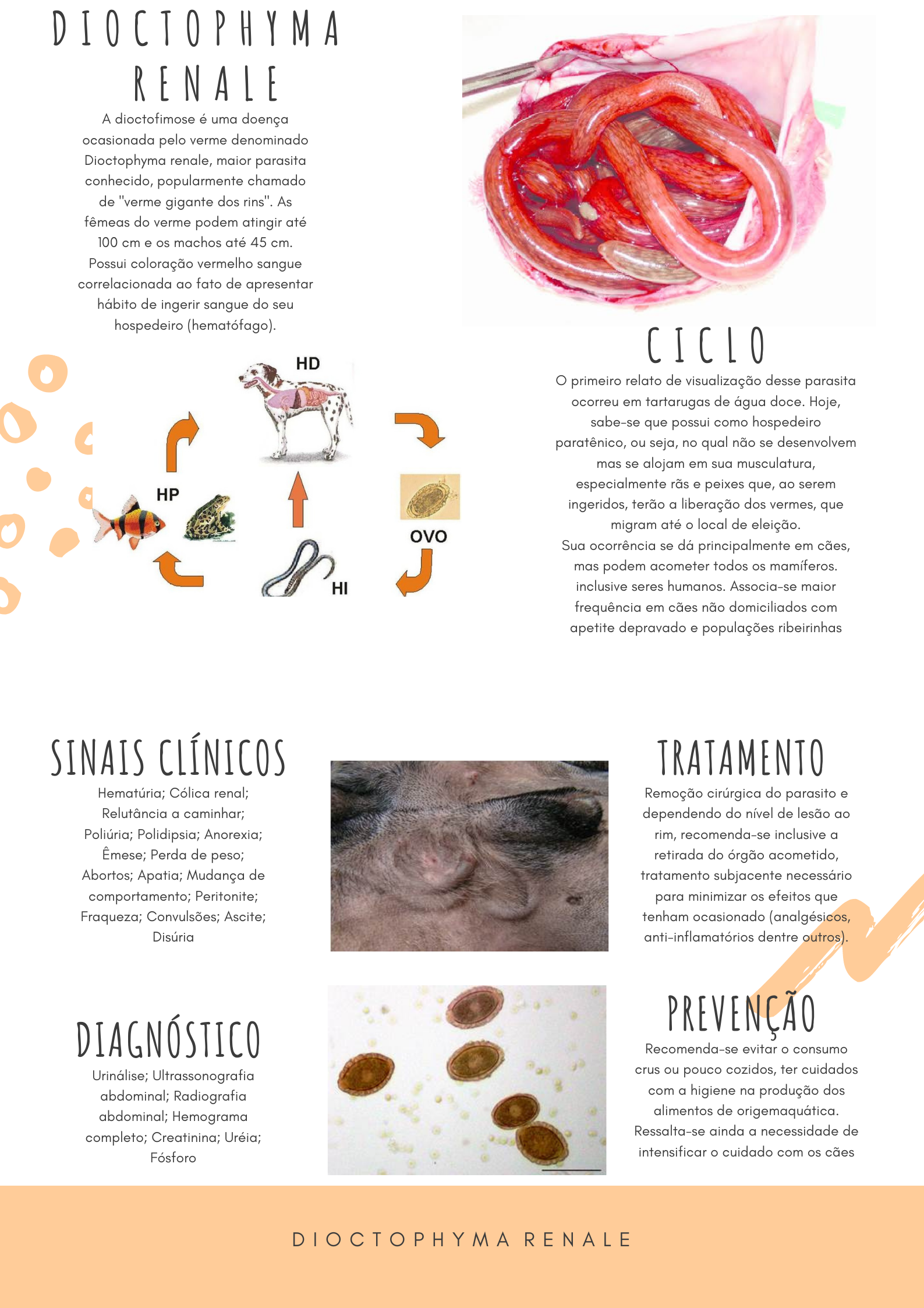 DIOCTOPHYMA RENALE - Clínica Médica de Pequenos Animais