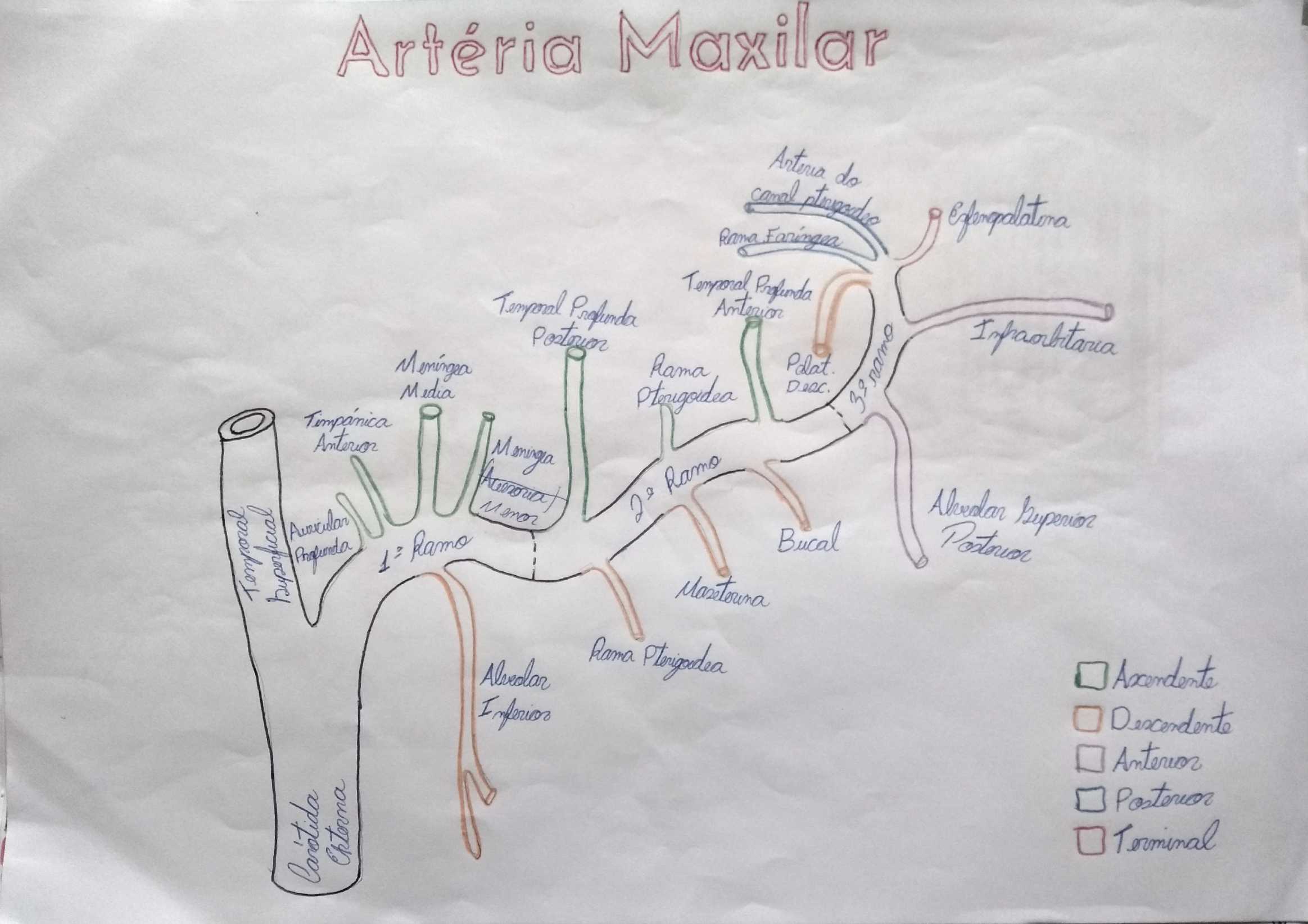 Desenho Artéria Maxilar - Anatomia Humana I