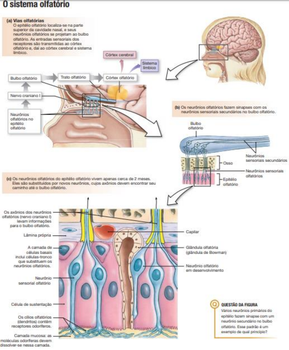 Anatomia Do Epitelio Olfativo Anatomia Olfato E Paladar
