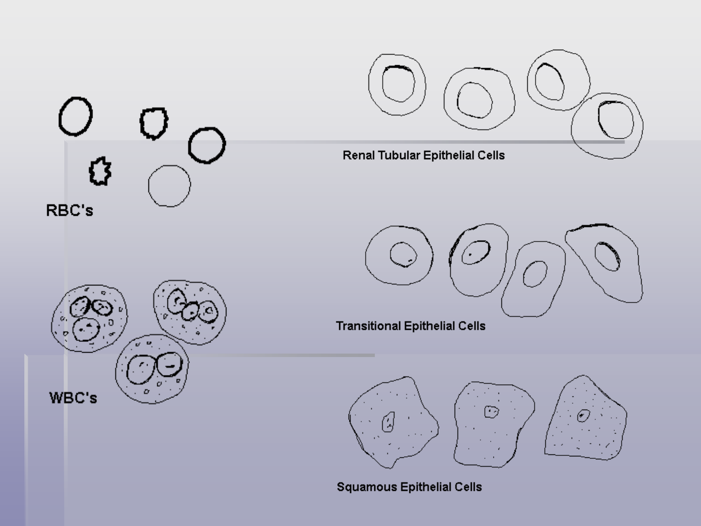 Células Tubulares Renales