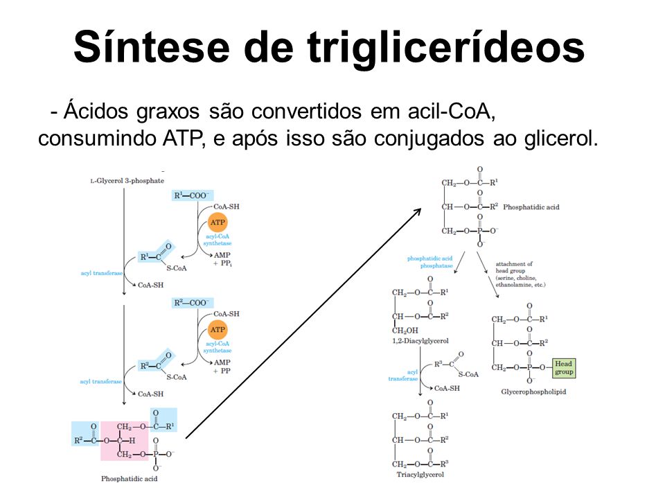 Síntese+de+triglicerídeos - Nutrição