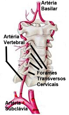 ARTÉRIA VERTEBRAL - Anatomia I
