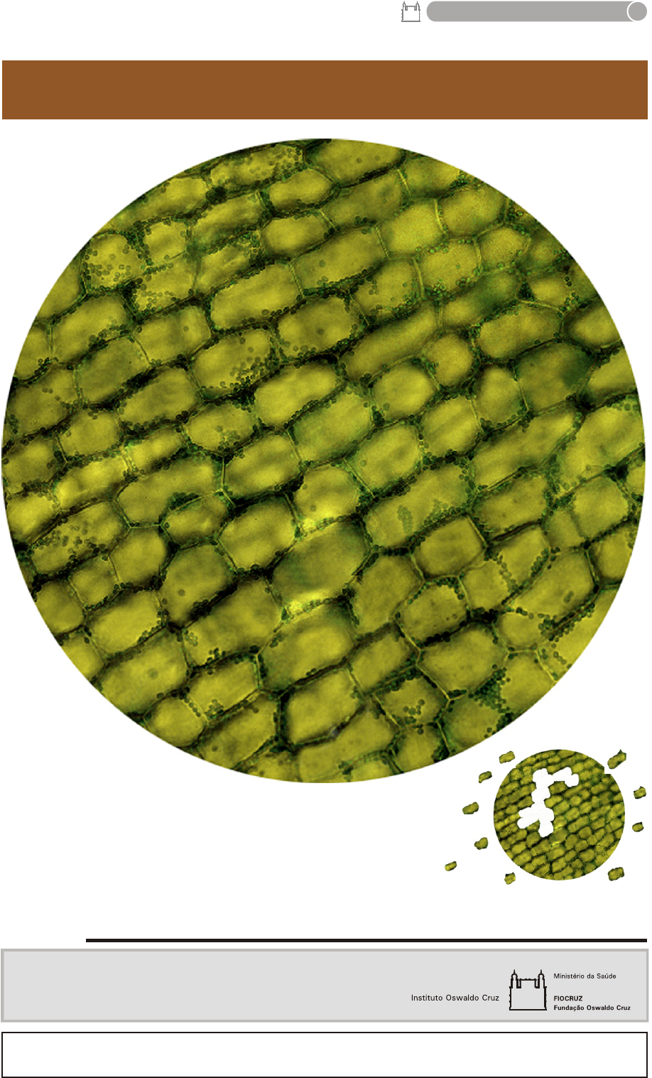 Membrana Celular Da Folha Elodea Elodea Under The Microscope YouTube