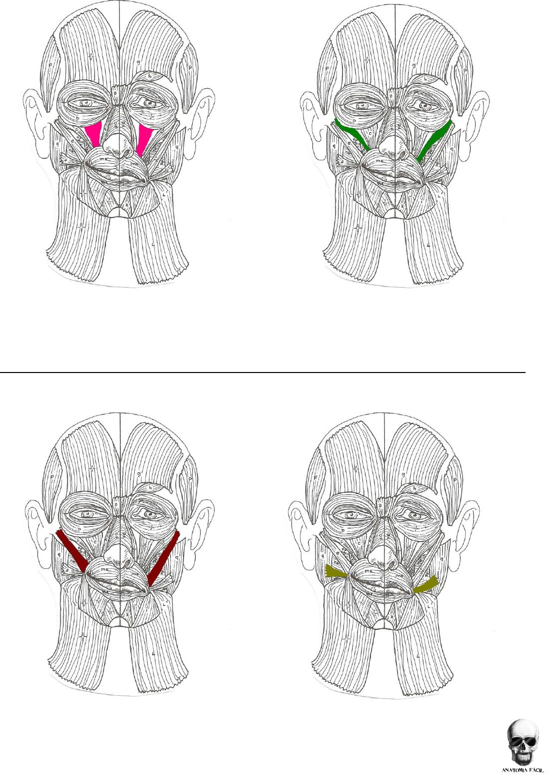 004-musculos-da-face-mimica-ou-expressao-facial - Anatomia I