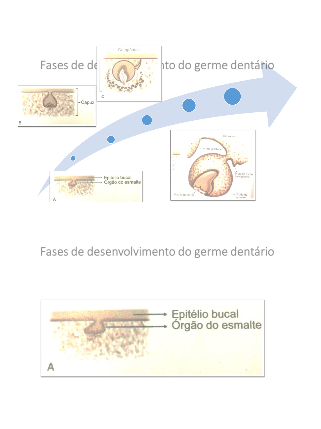 Aula 2 Biogênese e anatomia da dentição decídua e permanente ...