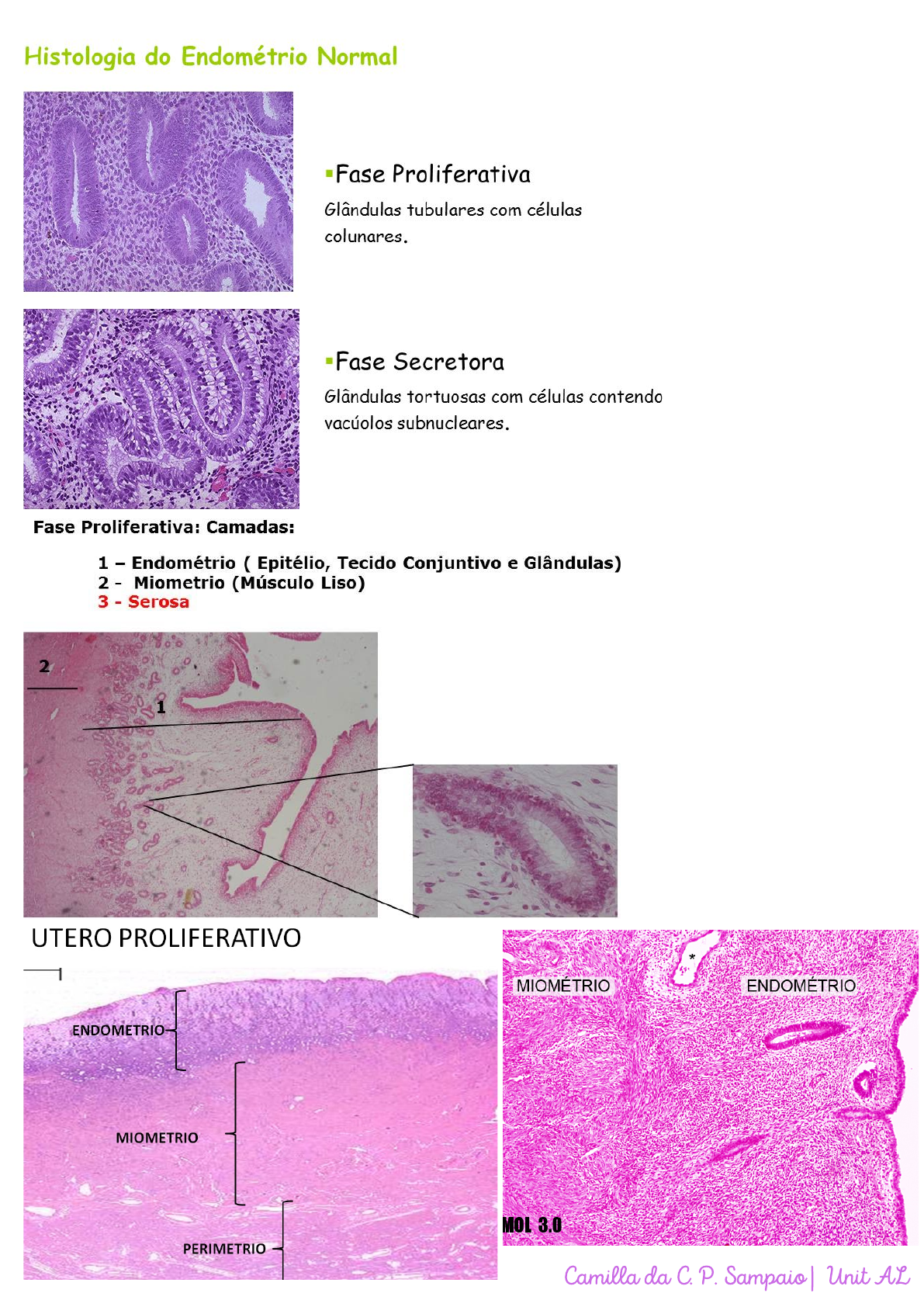 Camada Funcional De Histologia Do Utero