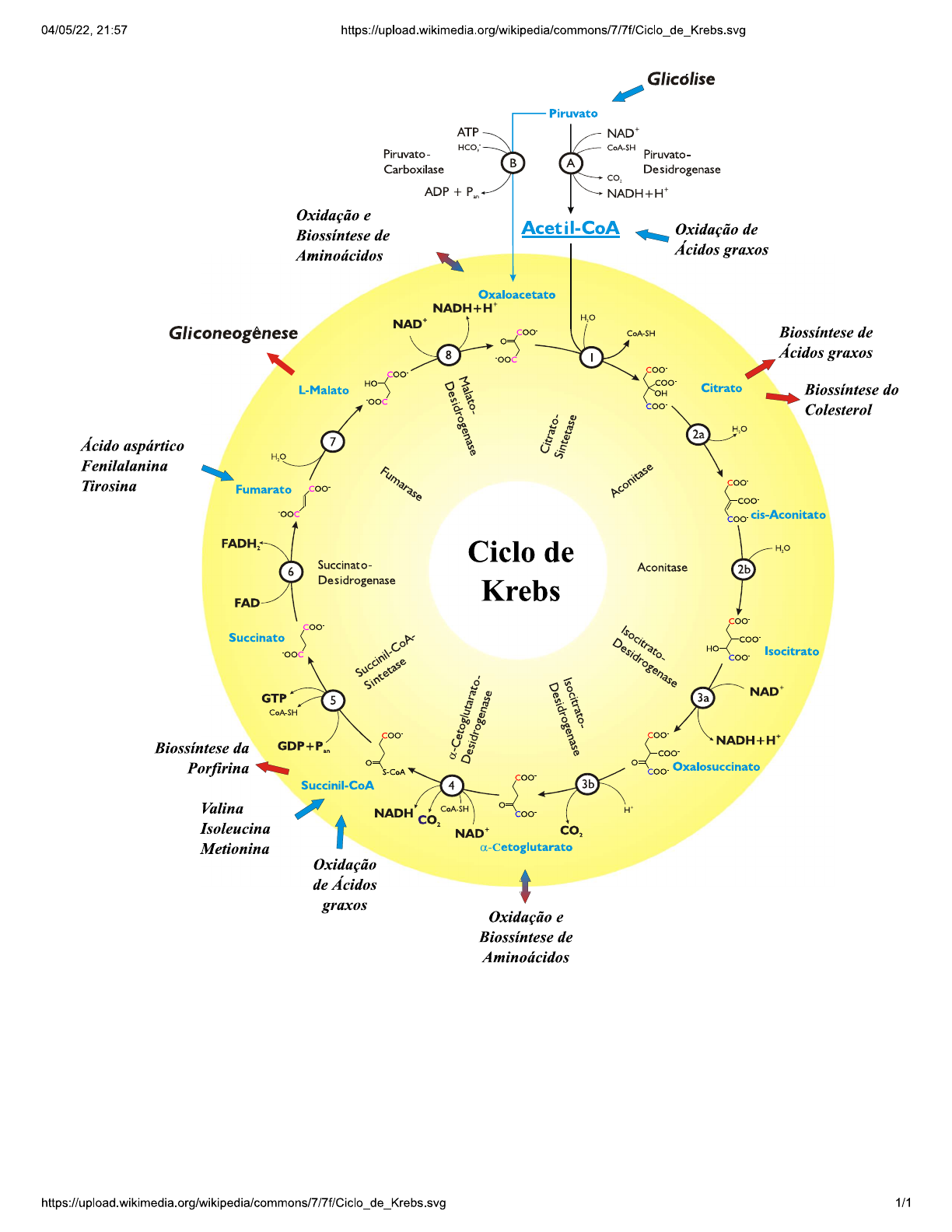 ciclo de krebs ou ciclo do acido citrico - Nutrição