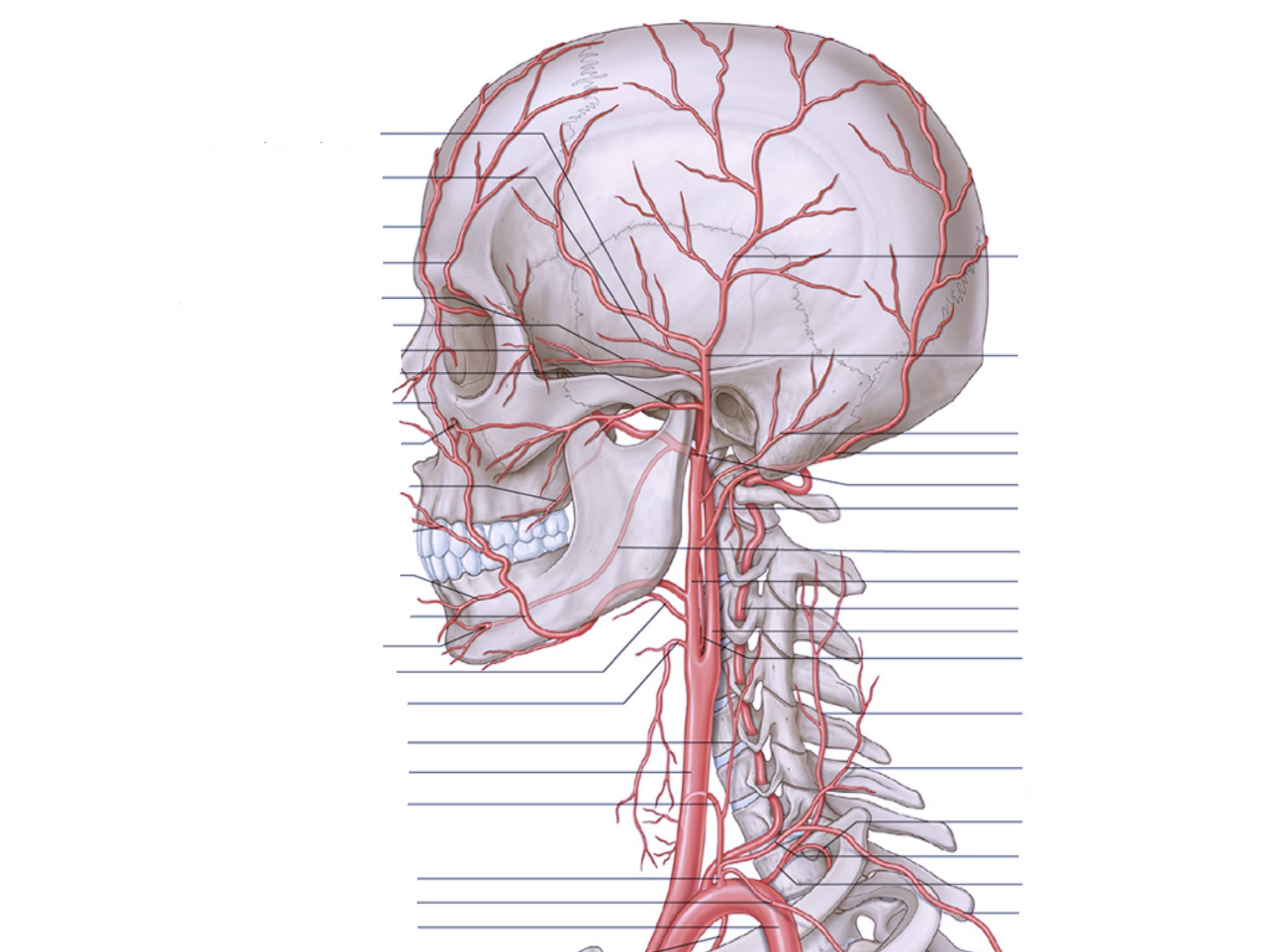 vascularizacao - Anatomia e Fisiologia do Sistema Estomatognático