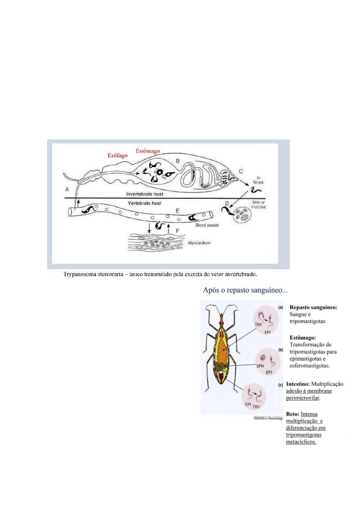 Doença de Chagas - trypanosoma cruzi - Parasitologia