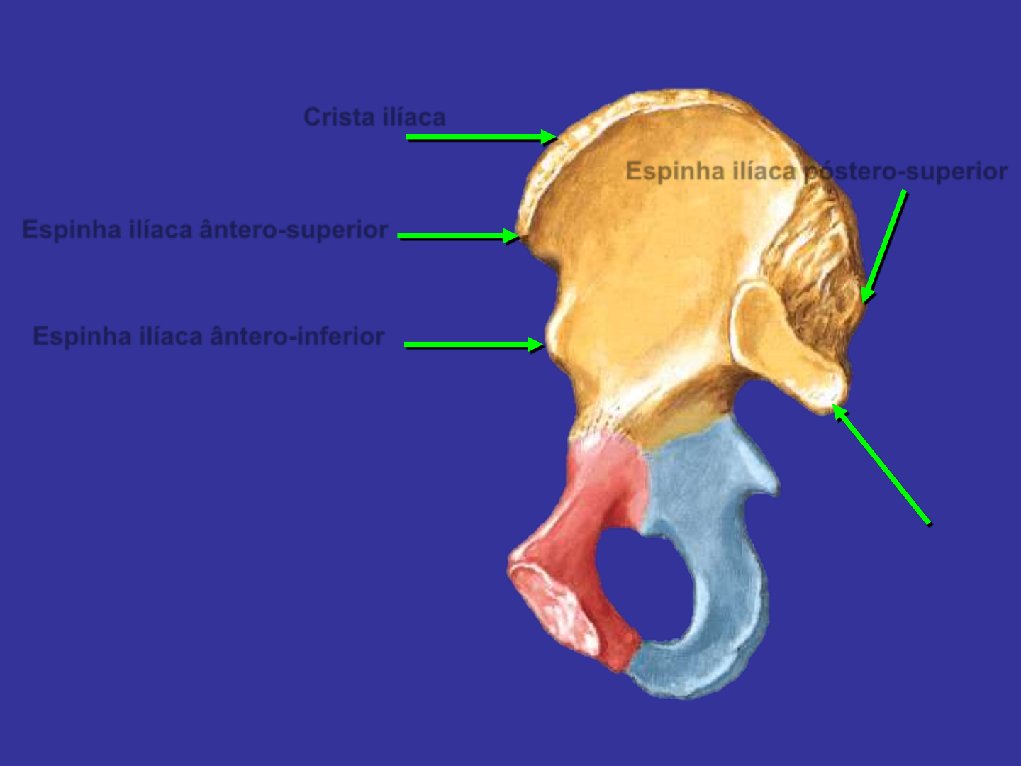 Avulsao Da Espinha Iliaca Antero Inferior