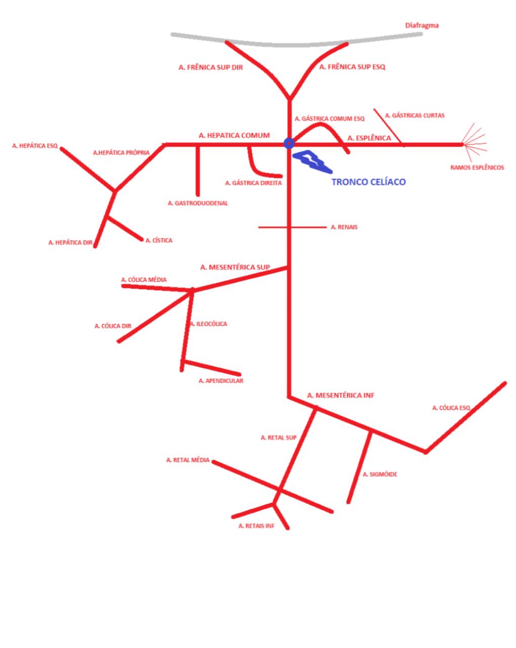 mapa mental vasos TGI - Anatomia Humana I