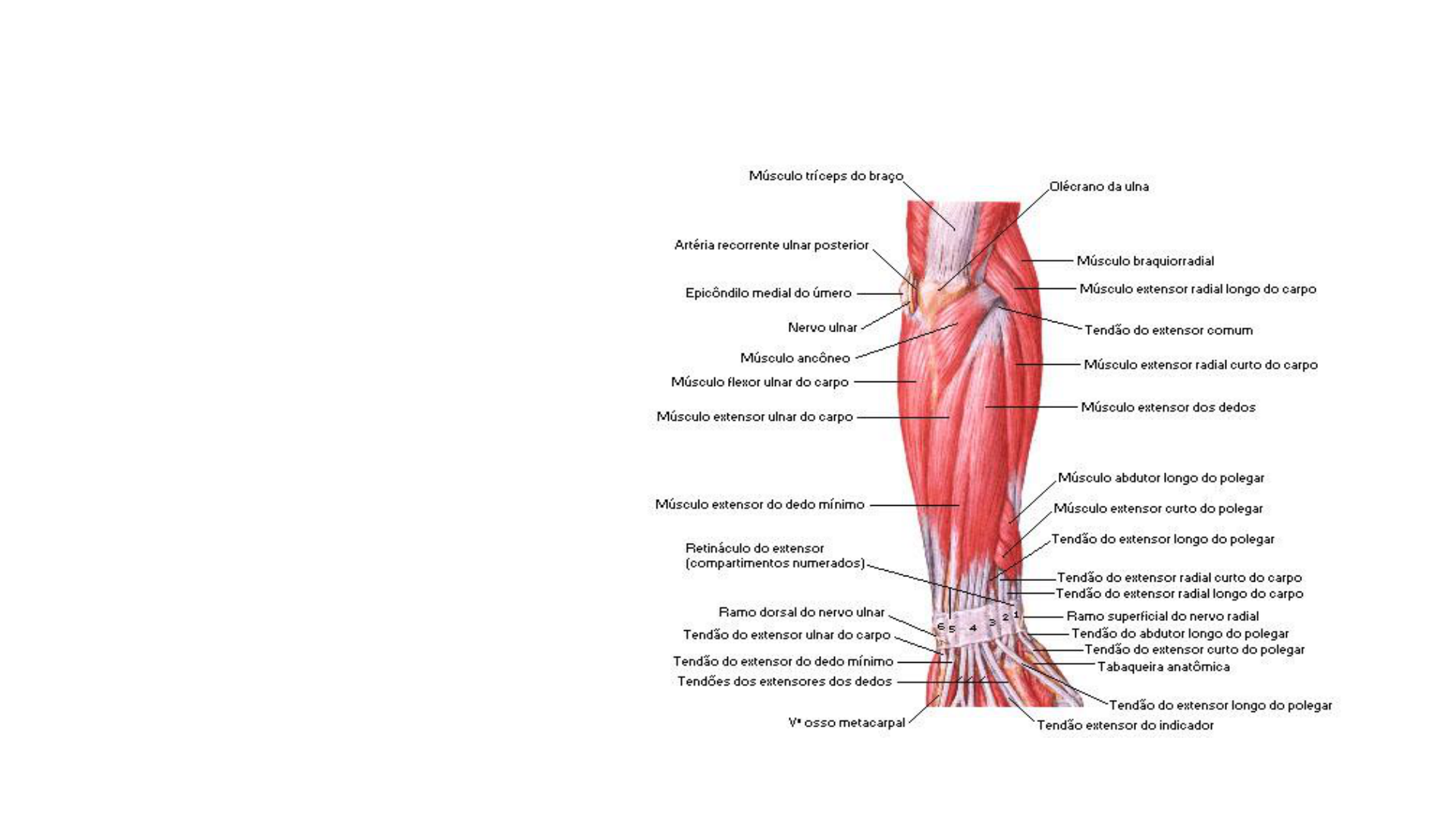 Músculos do Antebraço - Fisiologia Humana I