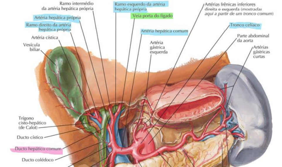 Anatomia Vascular Do Figado Fígado – Wikipédia, A Enciclopédia