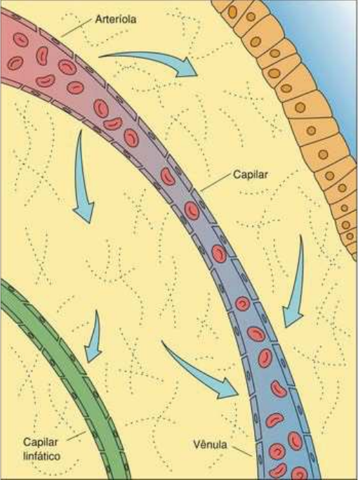 MATRIZ EXTRACELULAR - Bases Biológicas