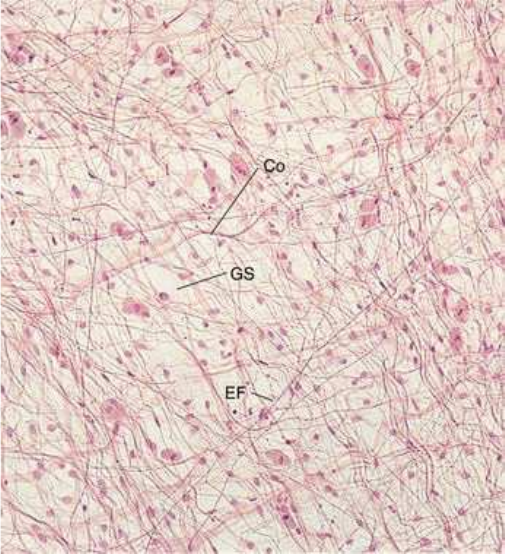 MATRIZ EXTRACELULAR - Bases Biológicas