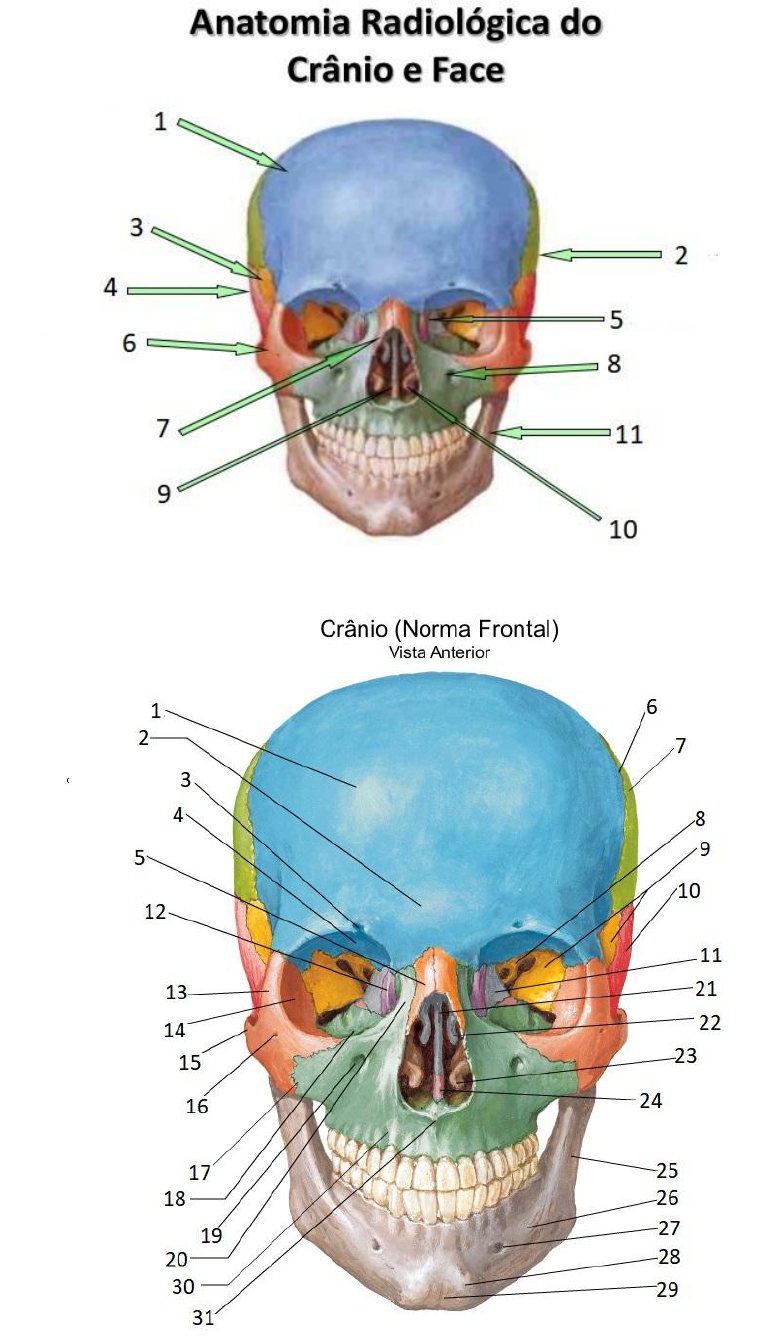 resumo osteologia da cabeca - Anatomia Humana I