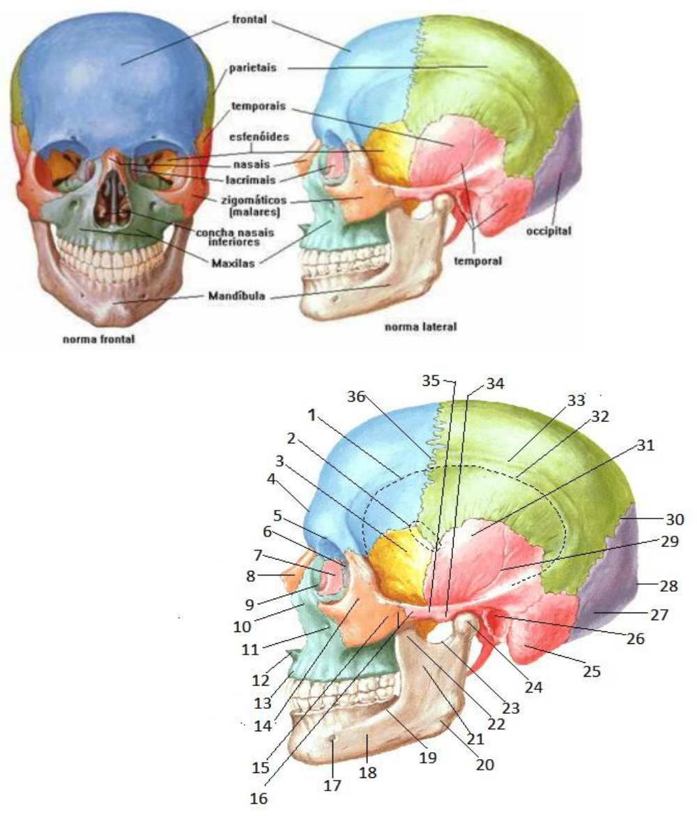 resumo osteologia da cabeca - Anatomia Humana I