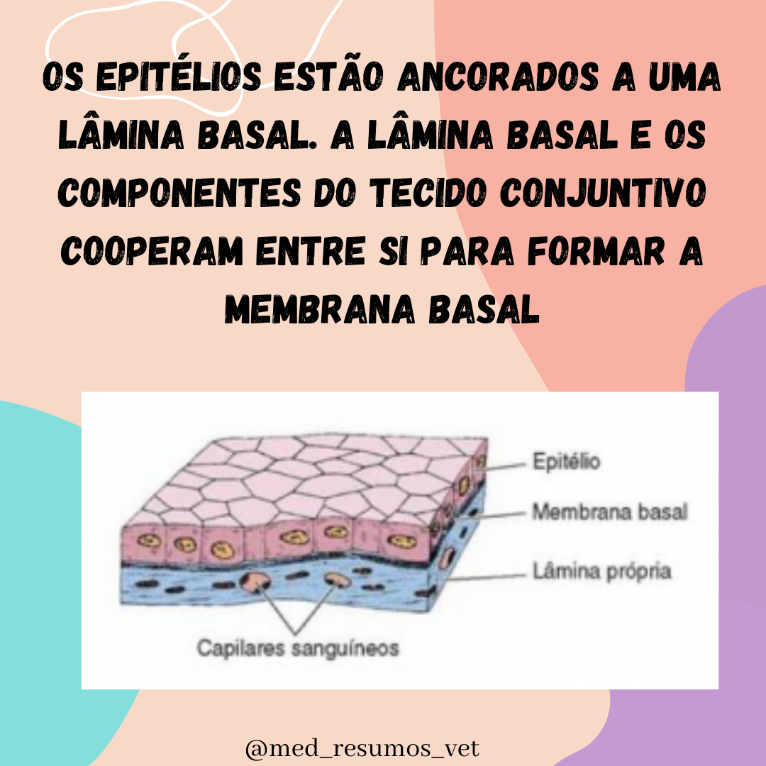 Células Basais E Parabasais - REVOEDUCA