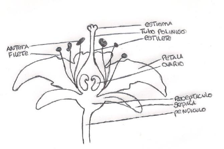 Relatório Flor e suas estruturas - Botânica Geral