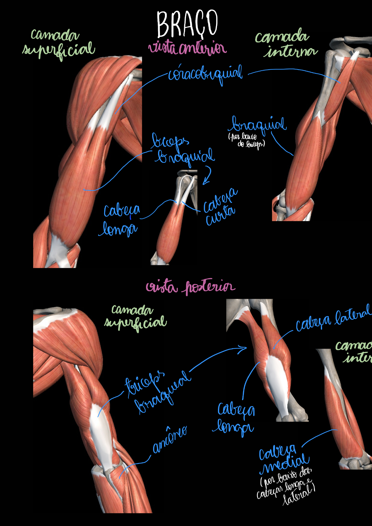Músculos dos Membros Superiores - Anatomia Humana I