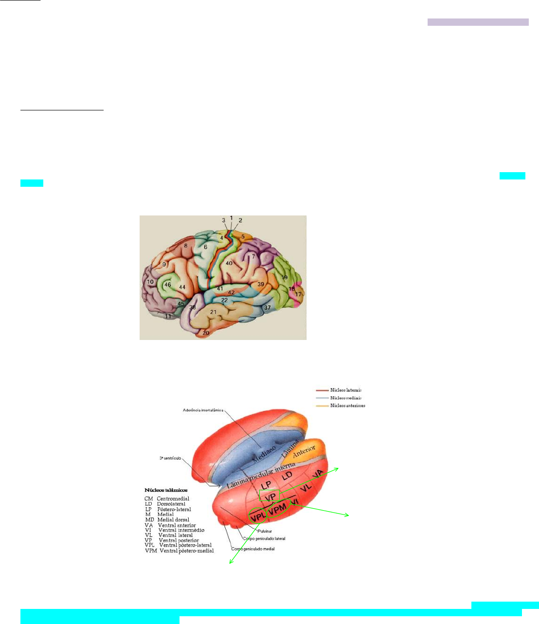 ANATOMIA FUNCIONAL DO CORTEX CEREBRAL - Neuroanatomia