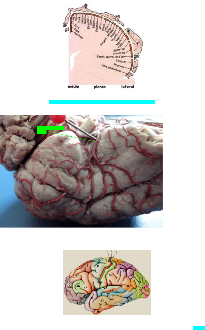 ANATOMIA FUNCIONAL DO CORTEX CEREBRAL - Neuroanatomia
