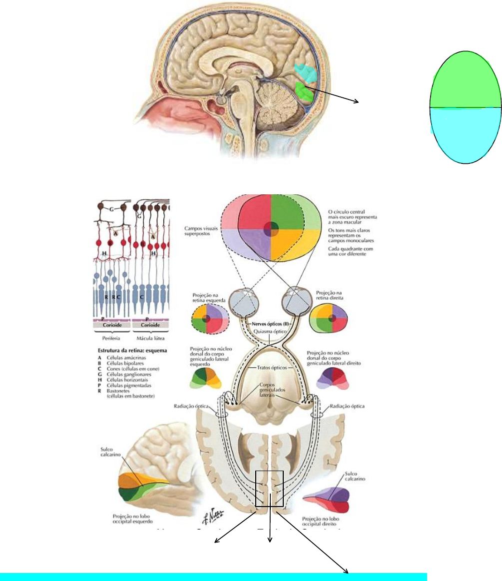 ANATOMIA FUNCIONAL DO CORTEX CEREBRAL - Neuroanatomia