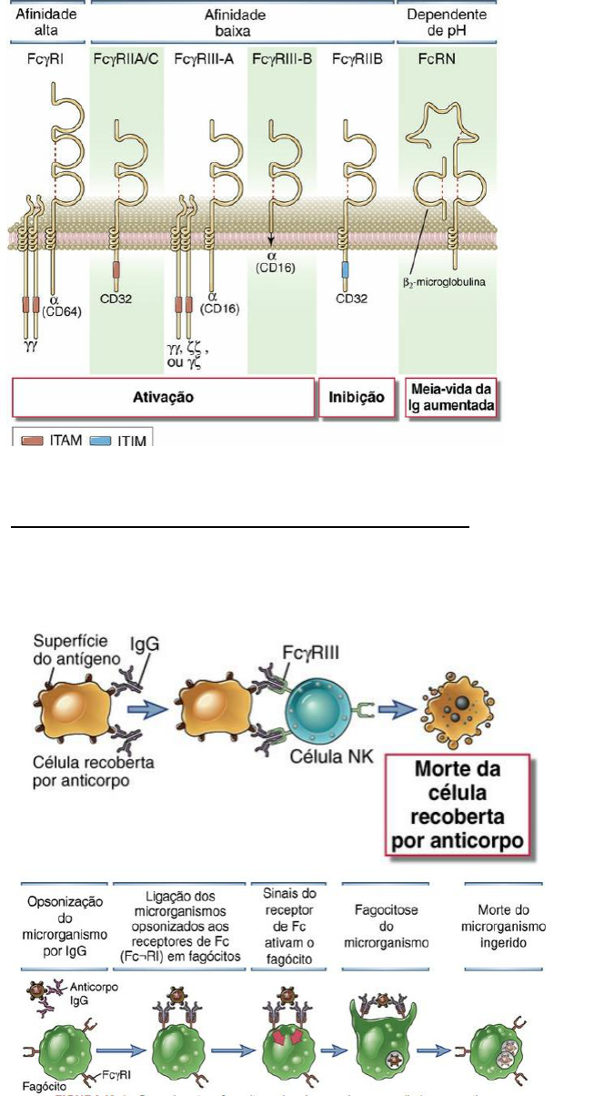 Mecanismos da resposta humoral - Imunologia