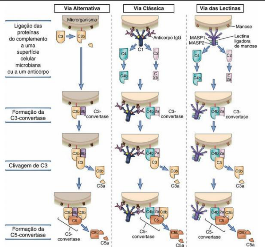 Mecanismos da resposta humoral - Imunologia