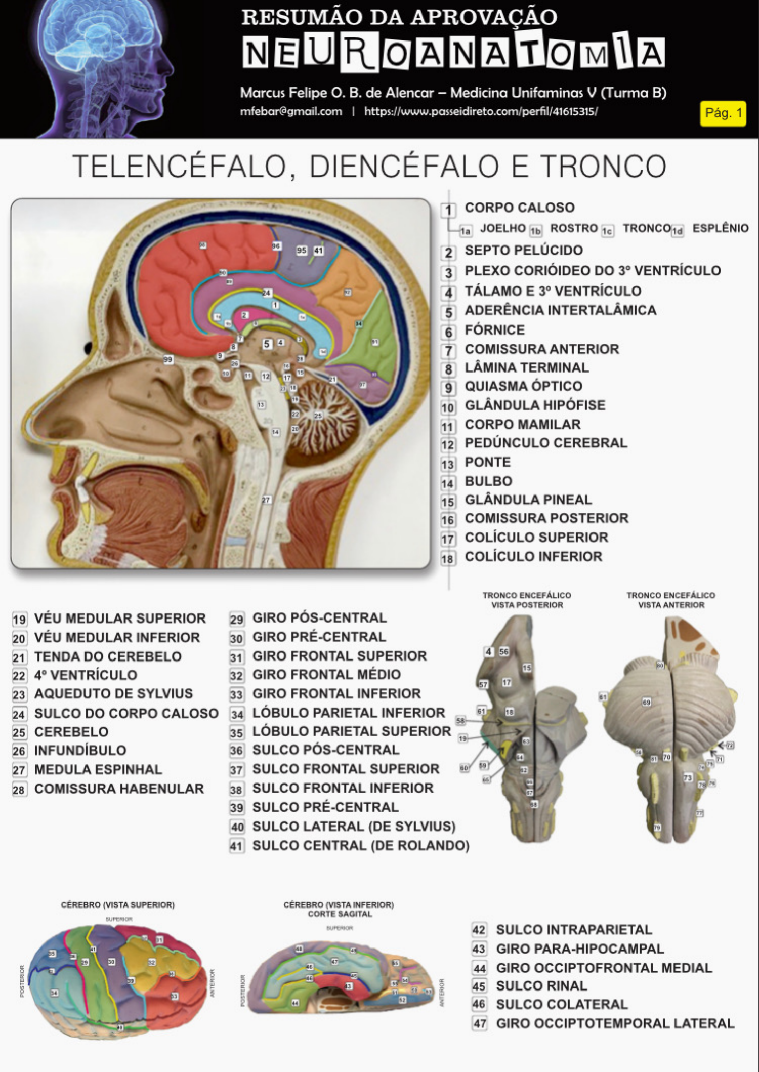 Telencefalo E Diencefalo Neuroanatomia
