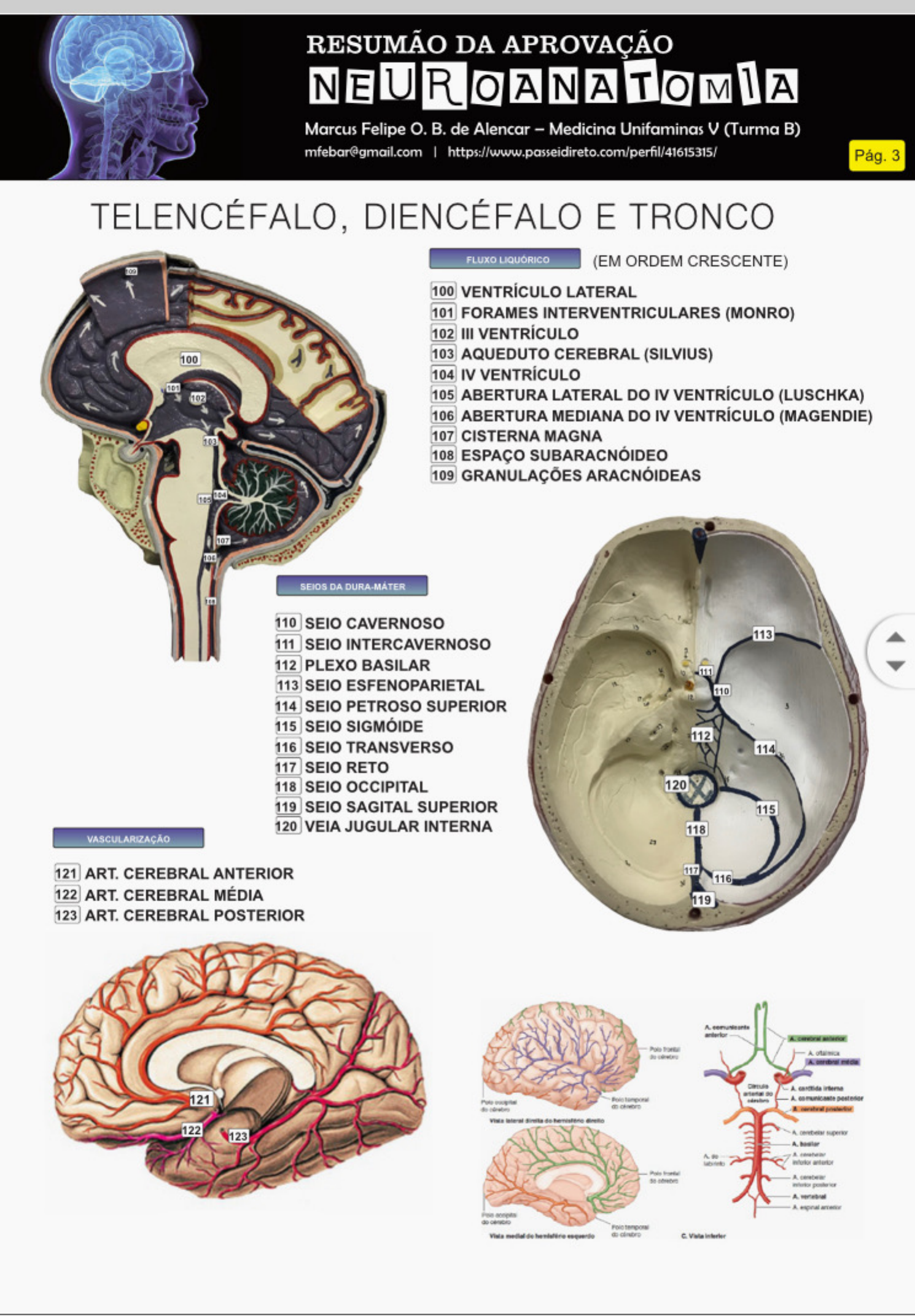 Telencefalo E Diencefalo Neuroanatomia
